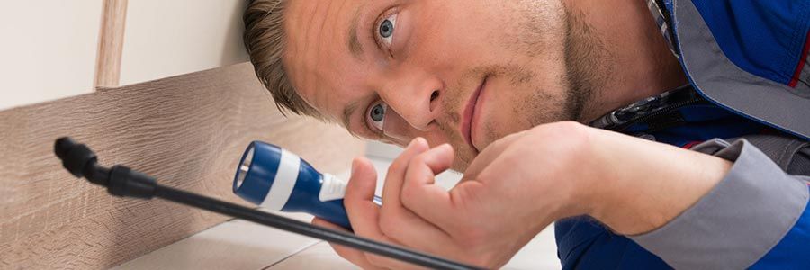 Termite Treatment Arlington, TN | Memphis, TN