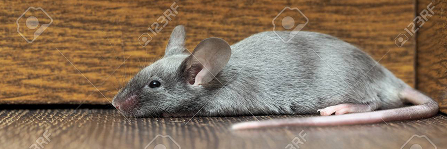 Rodent and Pest Control - All-State Pest and Lawn