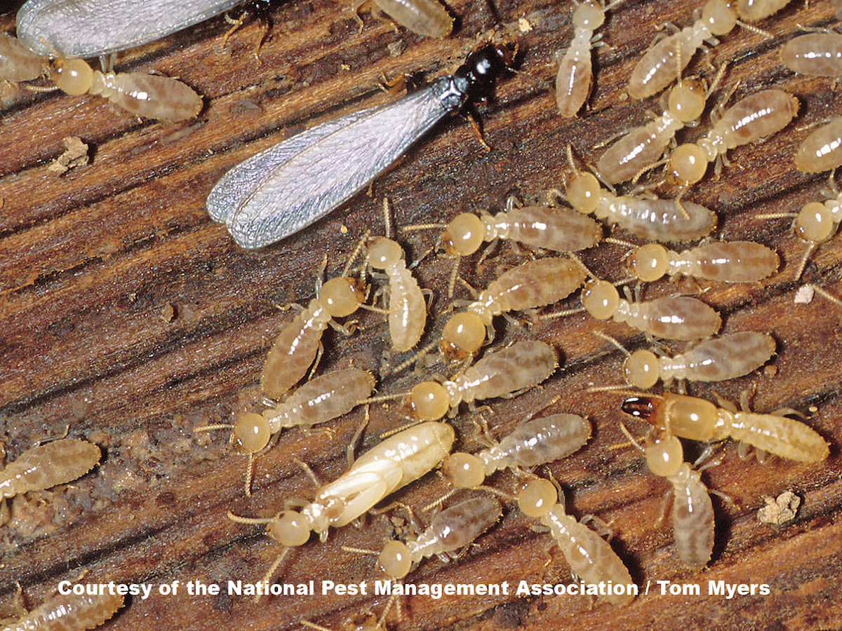 Termite Prevention in Tennessee - All-State Pest and Lawn